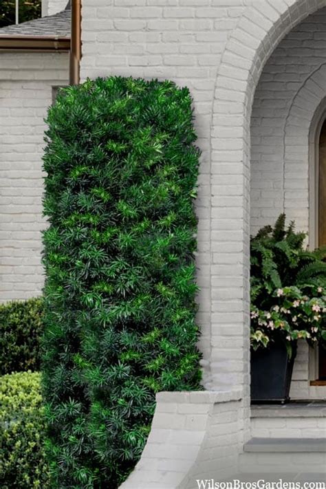 Podocarpus Hedge