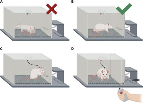 Intracranial Electrical Self Stimulation Icss Behavior Shaping And Download Scientific