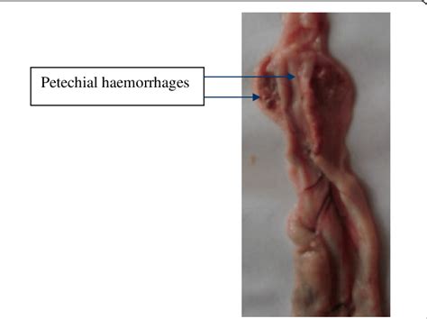 Post Mortem Lesion Of Ndv Challenged Control Bird Download Scientific