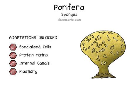 How Does Evolution Work Artofit