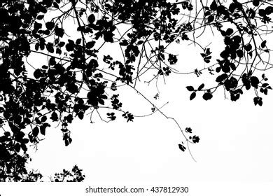 7 104 Tree Branch Leaves Silhouette Against White Background Images