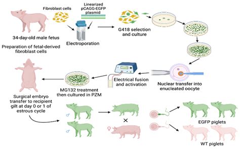 Green Fluorescent Protein Research