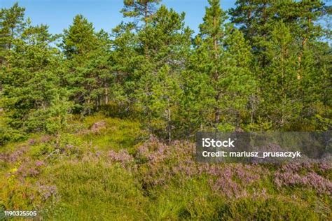 쿠르젠라카 국립공원 자연 트레일 여름철에 녹색 숲 투르쿠 핀란드 북유럽 자연 풍경입니다 스칸디나비아 국립 공원 0명에 대한 스톡 사진 및 기타 이미지 Istock