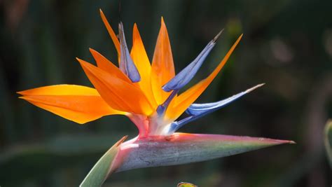 Bird Of Paradise Wallpaper 60 Images