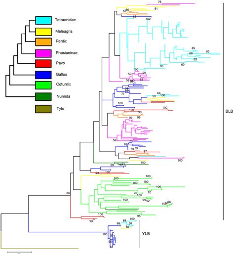 maximum likelihood tree of exon 2 mhciib and mhciiy sequences across