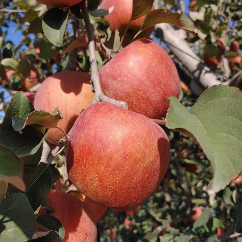 유기농차 아름다원 유기농차 아름다원 Added A New Photo