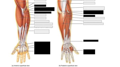 Forearm Muscles Diagram Quizlet