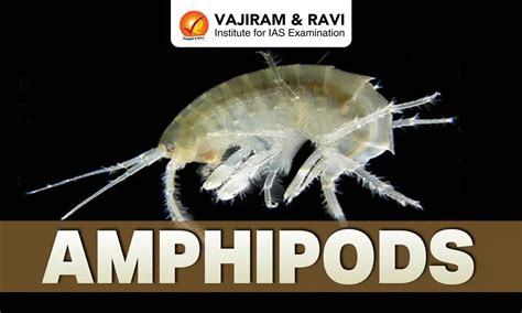 Amphipod Crustacean