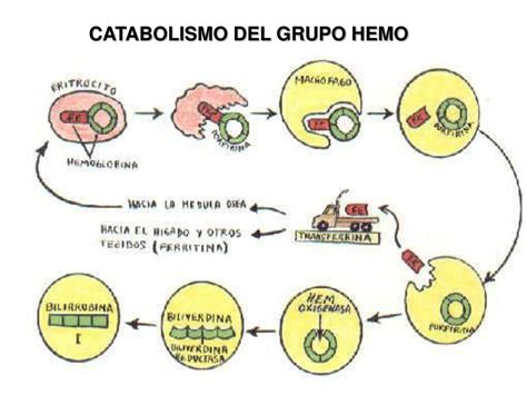 Ppt Hemoglobina Powerpoint Presentation Free Download Id 890293