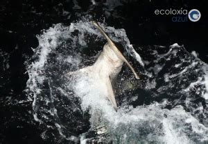 De Tiburones Y Barcos EcoloxÍa Azul