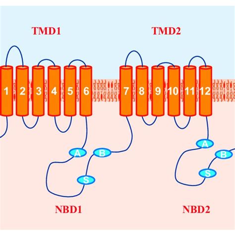 Schematic Diagram Of The Adenosine Triphosphate Atp Binding Cassette