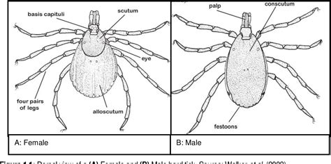 Rhipicephalus Microplus