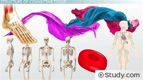 Connective Tissue Definition Types Examples Lesson Study