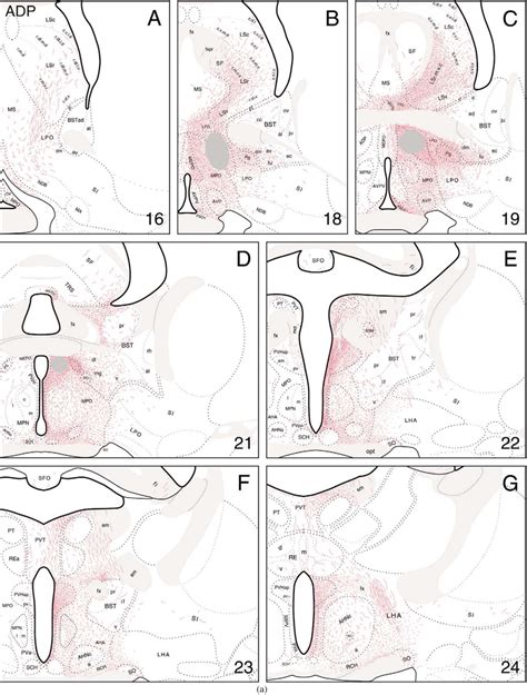 The Projections Of The Anterodorsal Preoptic Nucleus Adp Illustrated Download Scientific