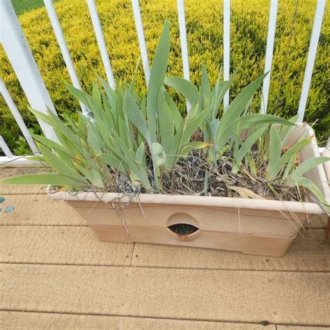 Lot 93 Three Rectangular Plastic Planters Wlive Plants And Ceramic