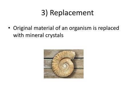 Ppt Fossils Powerpoint Presentation Free Download Id2162360