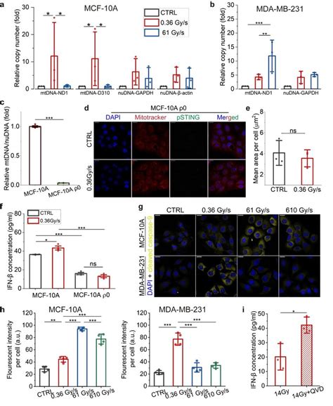 Electron Irradiation Induces Caspases Activation And Cytosolic Mtdna Download Scientific