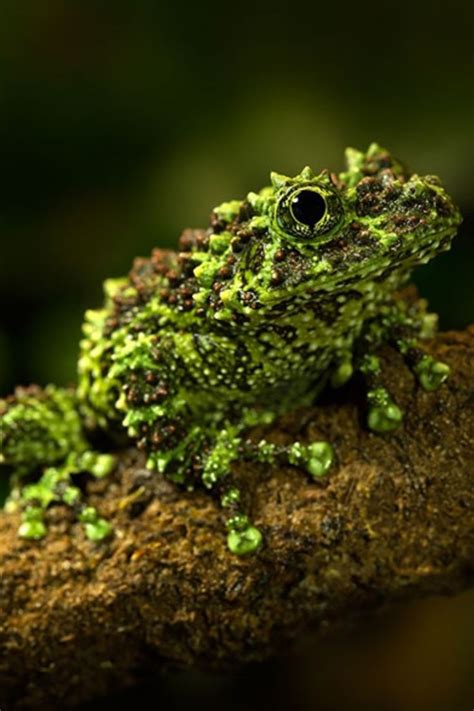 The Vietnamese Mossy Frog Natures Master Of Camouflage New And Tips