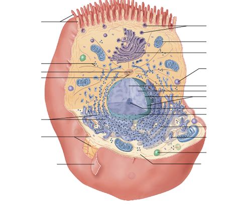 Anatomy Cell Diagram Diagram Quizlet Anatomy Cell Diagram Diagram Quizlet