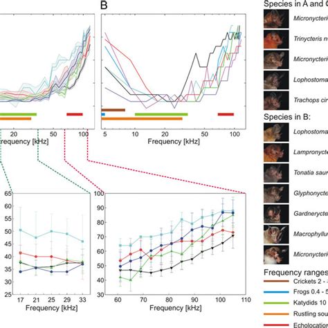 Spectrograms Of Echolocation Calls Of Phyllostomid Bat Species Download Scientific Diagram