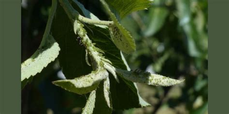 Sticky Business How To Get Rid Of Aphids On Fruit Trees