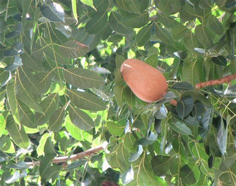 Guía Esencial Sobre El Cultivo Del árbol De Caoba En Climas Cálidos