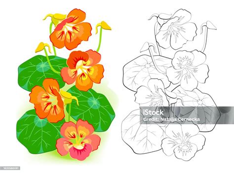 색칠을 위한 다채롭고 흑백 템플릿입니다 여름 정원에서 한련화 꽃의 그림입니다 아름다운 인사말 카드를 그립니다 어린이와 성인을