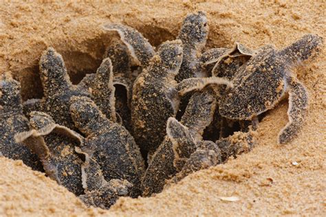 Scientists Make Disturbing Discovery Inside Sea Turtle Nests — And It Could Spell Disaster For