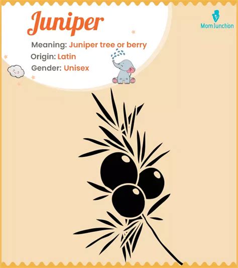 Juniper Name Meaning Origin History And Popularity