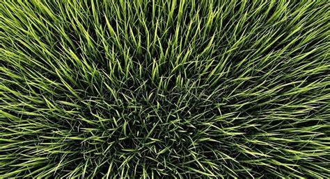 Lush Healthy Bermuda Grass Texture Fine Blades Dense Growth Outdoor Landscape Stock Illustration