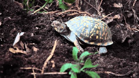 Do Box Turtles Hibernate How They Survive Winter