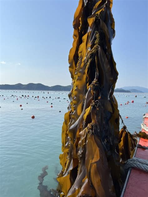 Are Investors In The Seaweed Sector Looking In The Wrong Place The