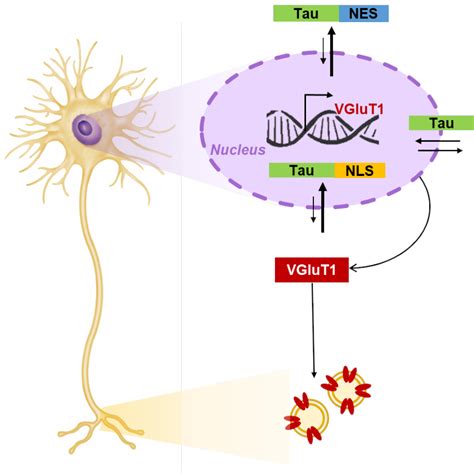 Modulation Of Tau Subcellular Localization As A Tool To Investigate The Expression Of Disease