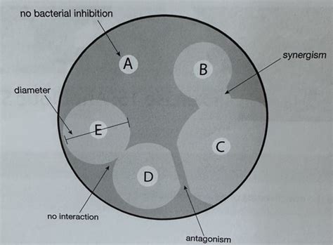 Biol 221 Lab Exam 2 Flashcards Quizlet