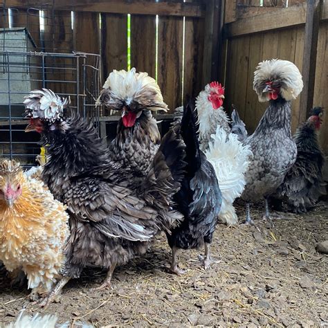 Polish Frizzle Chicken Temperament