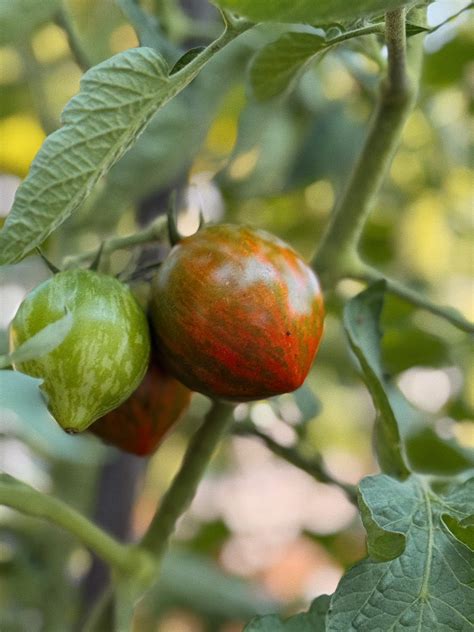 Aas Garden Winners Aas Winner Purple Zebra Tomato Colors Says Aas
