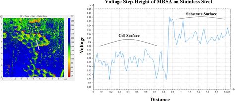 Surface Potential Measurement Of Bacteria Using Kelvin Probe Force