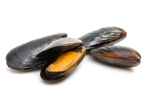 Bivalve Facts Gods World News