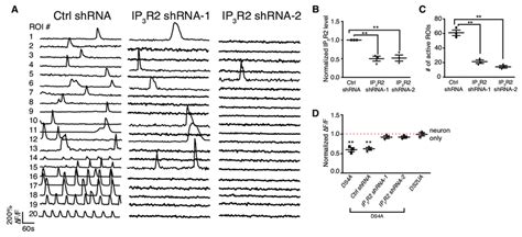 Ds Astroglial Ca 2 Fluctuations Are Regulated By Ip3r Er Pathway