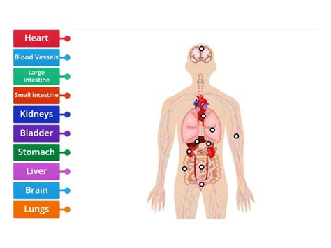 Human Body Organs Labelled Diagram