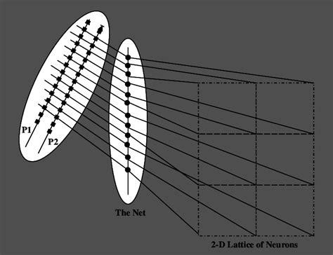The Self Organizing Feature Map As Describe By Kohonen The Vector