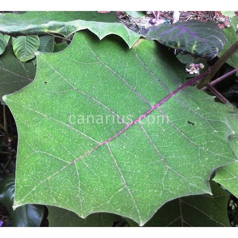Buy Solanum Quitoense Lulo With Canarius
