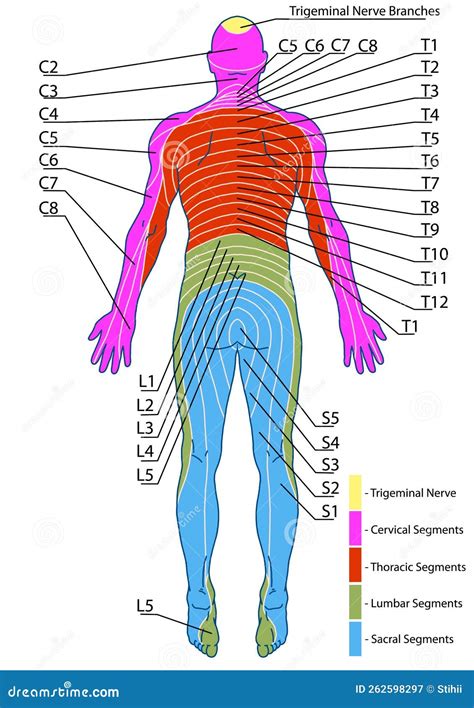 Board 1 Dermatomes And Cutaneous Nerve Territories Posterior Royalty