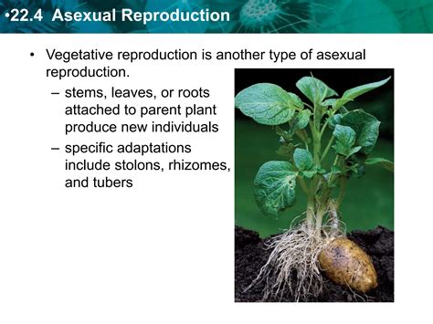 22 Plant Growth Reproduction And Response Ppt