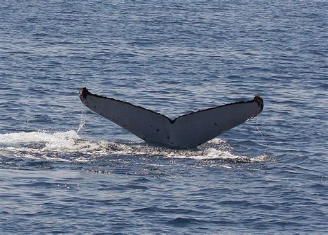 Ahwc3279 The Humpback Whale Megaptera Novaeangliae Is A Flickr