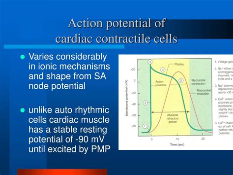 Ppt Action Potential Of Cardiac Contractile Cells Powerpoint