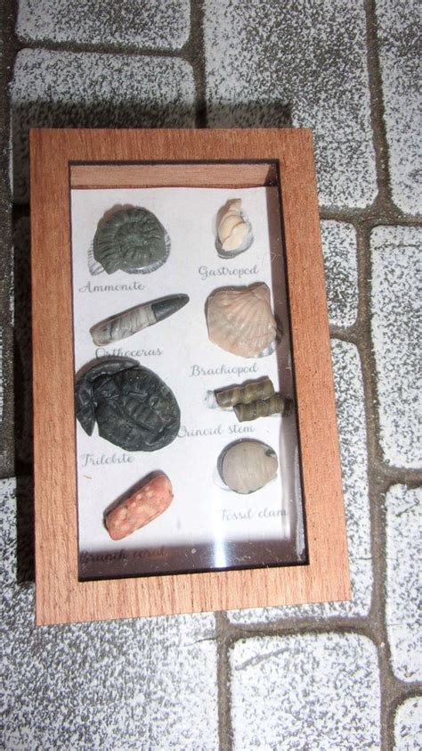 Fossil Display Case With Handmade Polymer Fossils 1 12th Dolls Etsy Uk