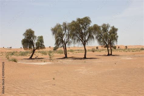 Foto De Stock Drought Resistant Evergreen Ghaf Trees Prosopis Cineraria In Desert Sand Dunes