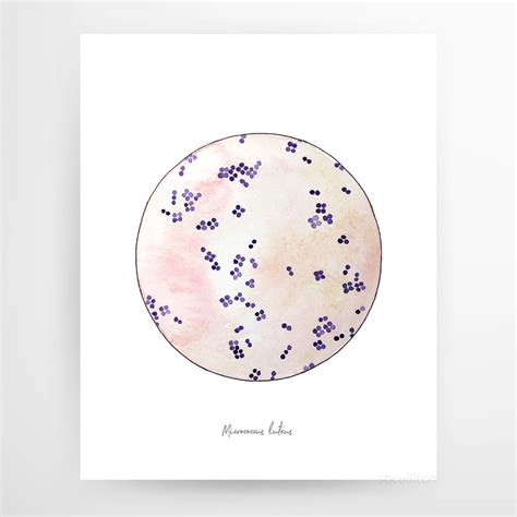 Micrococcus Luteus Sandra Black