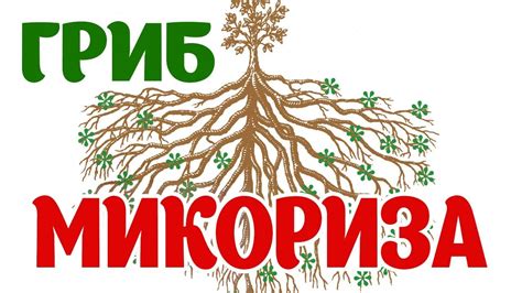 Микориза. Повышаем урожайность. Невероятная польза Микоризы - YouTube
